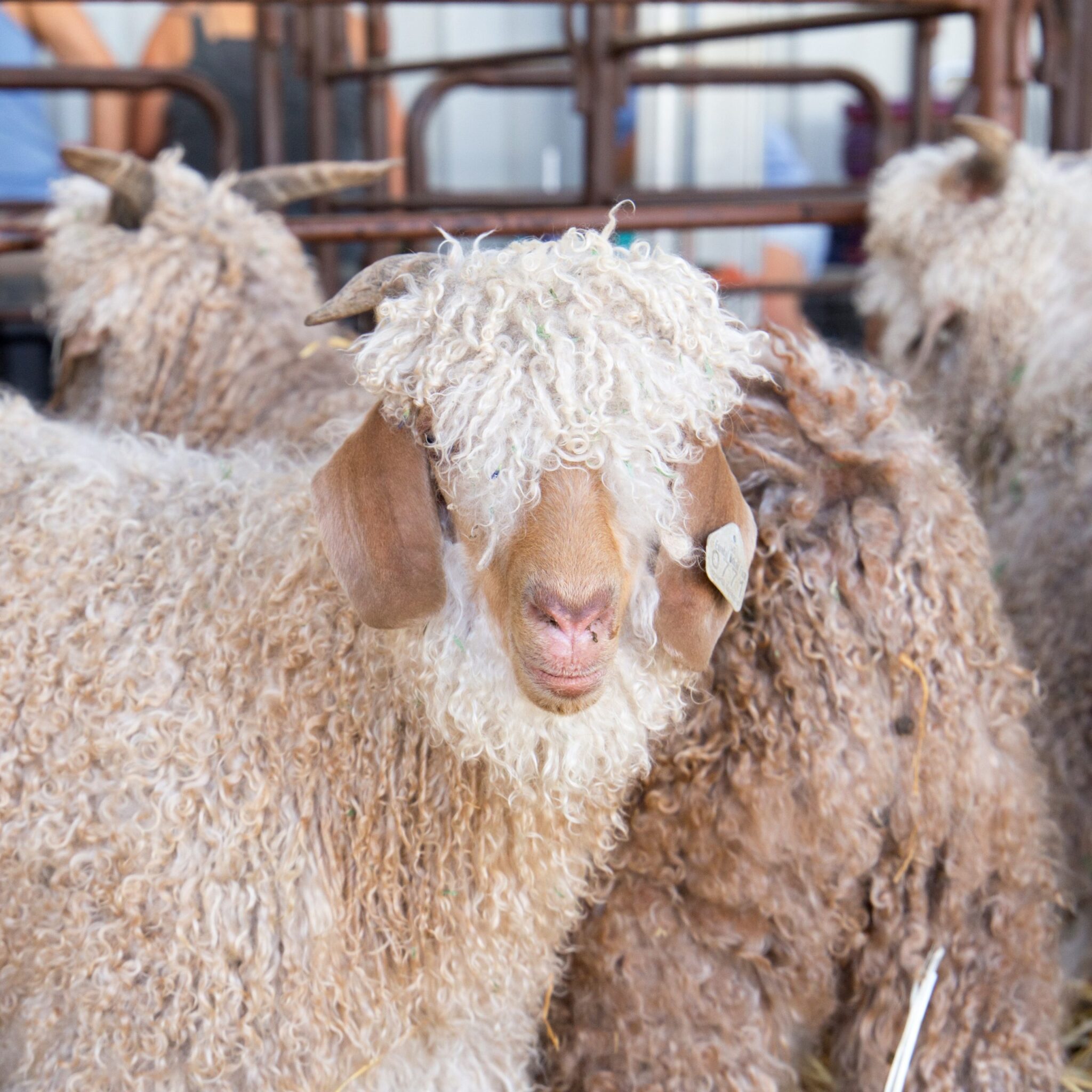 California Open Livestock - Cal State Fair